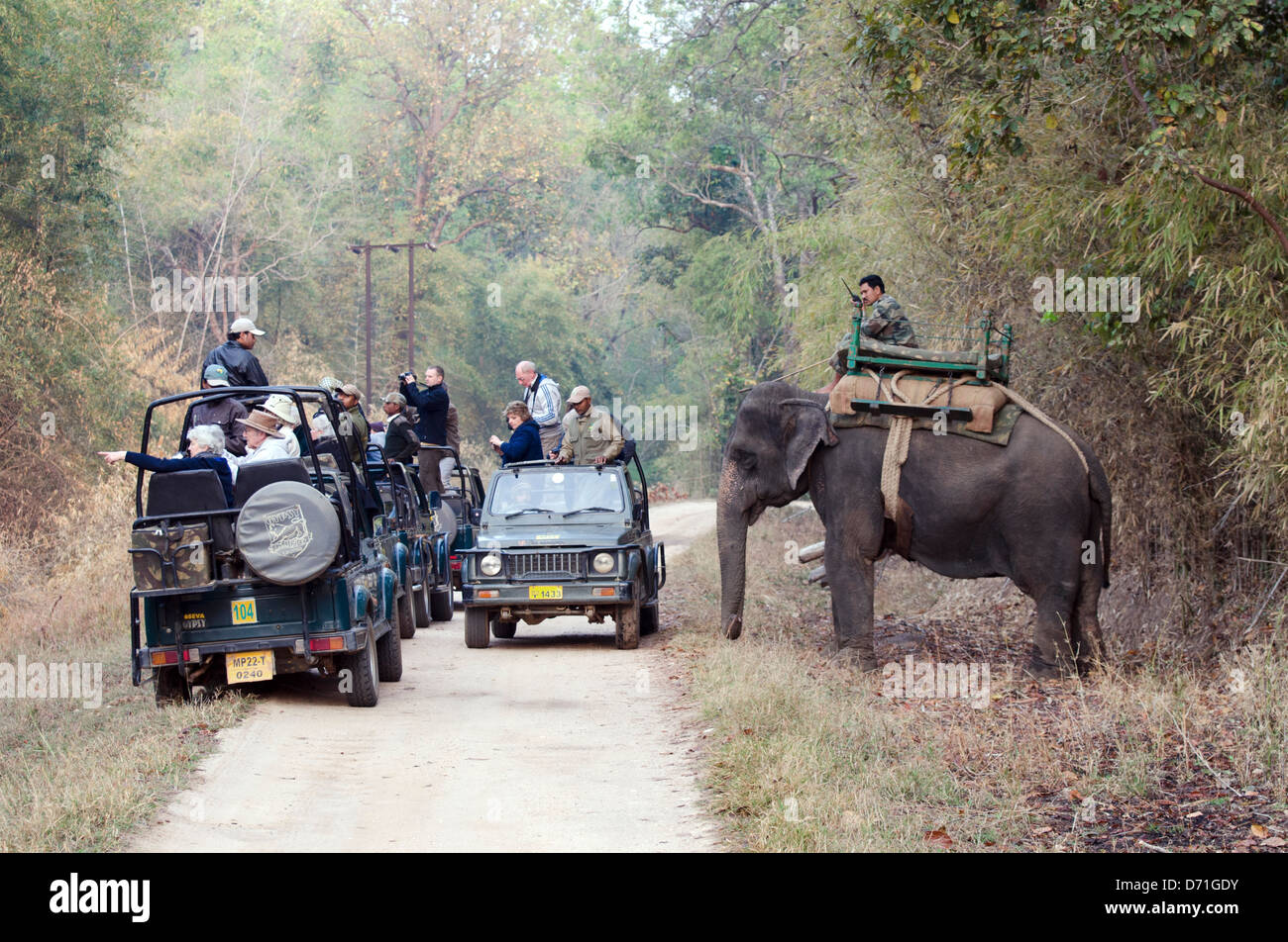 tourist jeeps,asian elephant,elephas maximus,working,mahoot,kanha ...