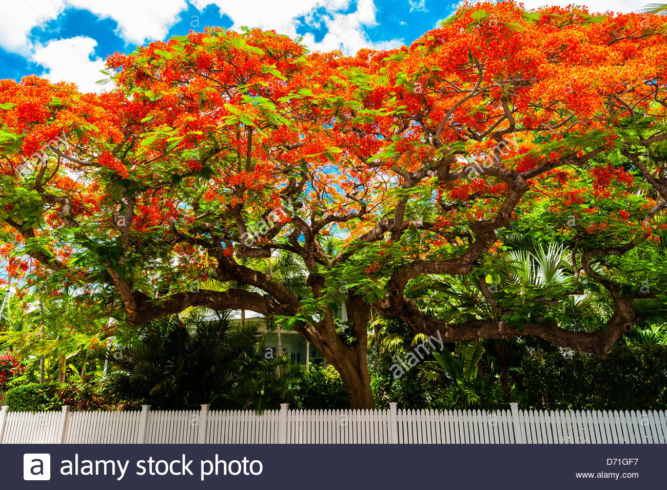 Royal Poinciana Tree Stock Photos & Royal Poinciana Tree Stock Images ...