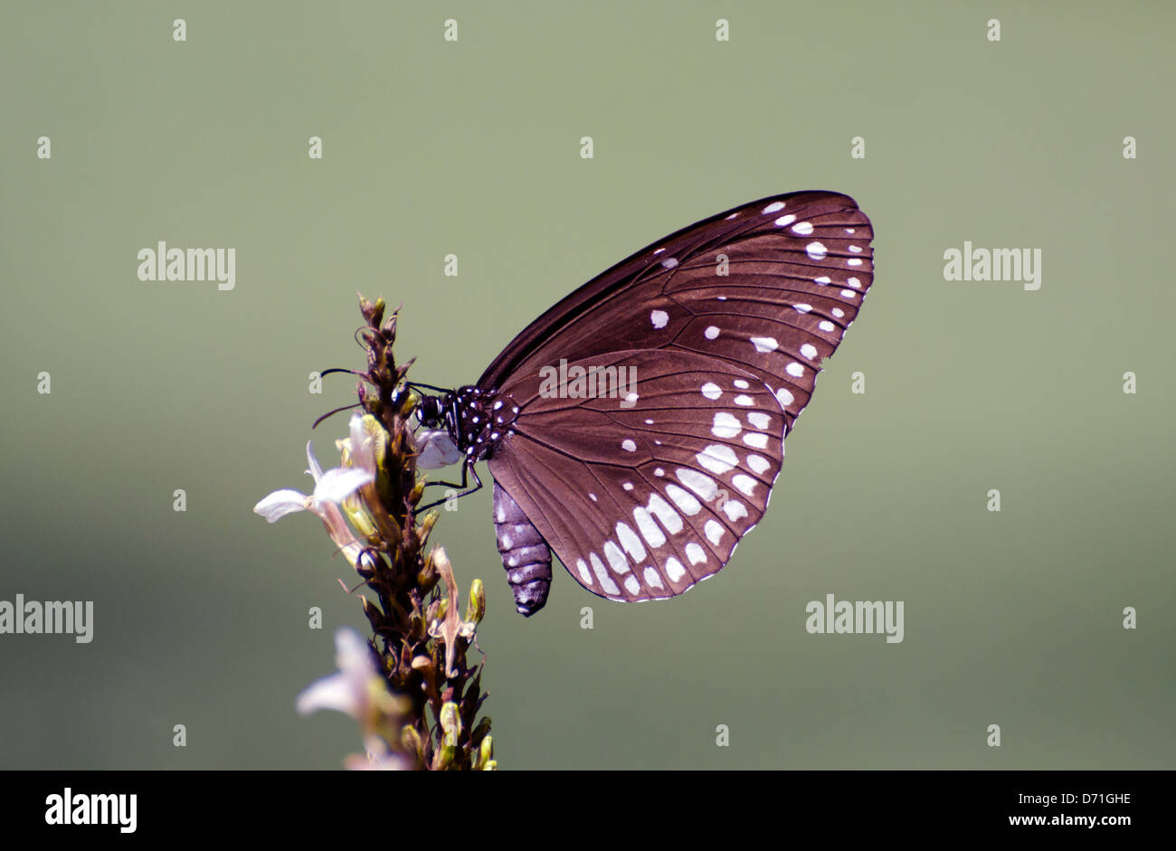 common indian crow,butterfly,euploea core,madhya pradesh,india Stock ...