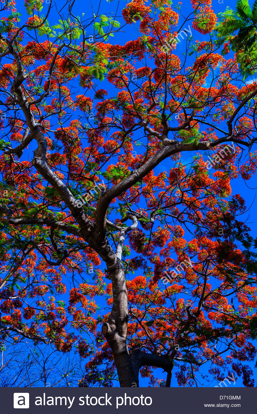 Royal Poinciana Tree Flame Tree Stock Photos & Royal Poinciana Tree ...