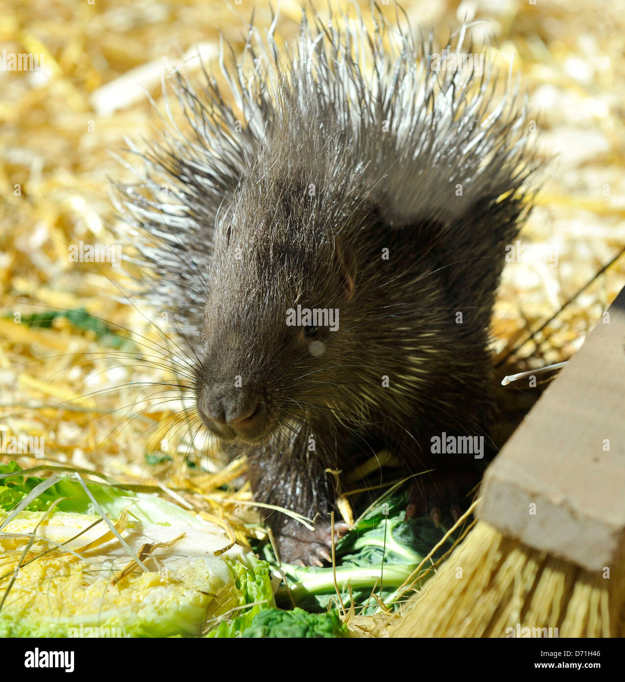 Young female of Indian Crested Porcupine named Tera is seen in the zoo ...