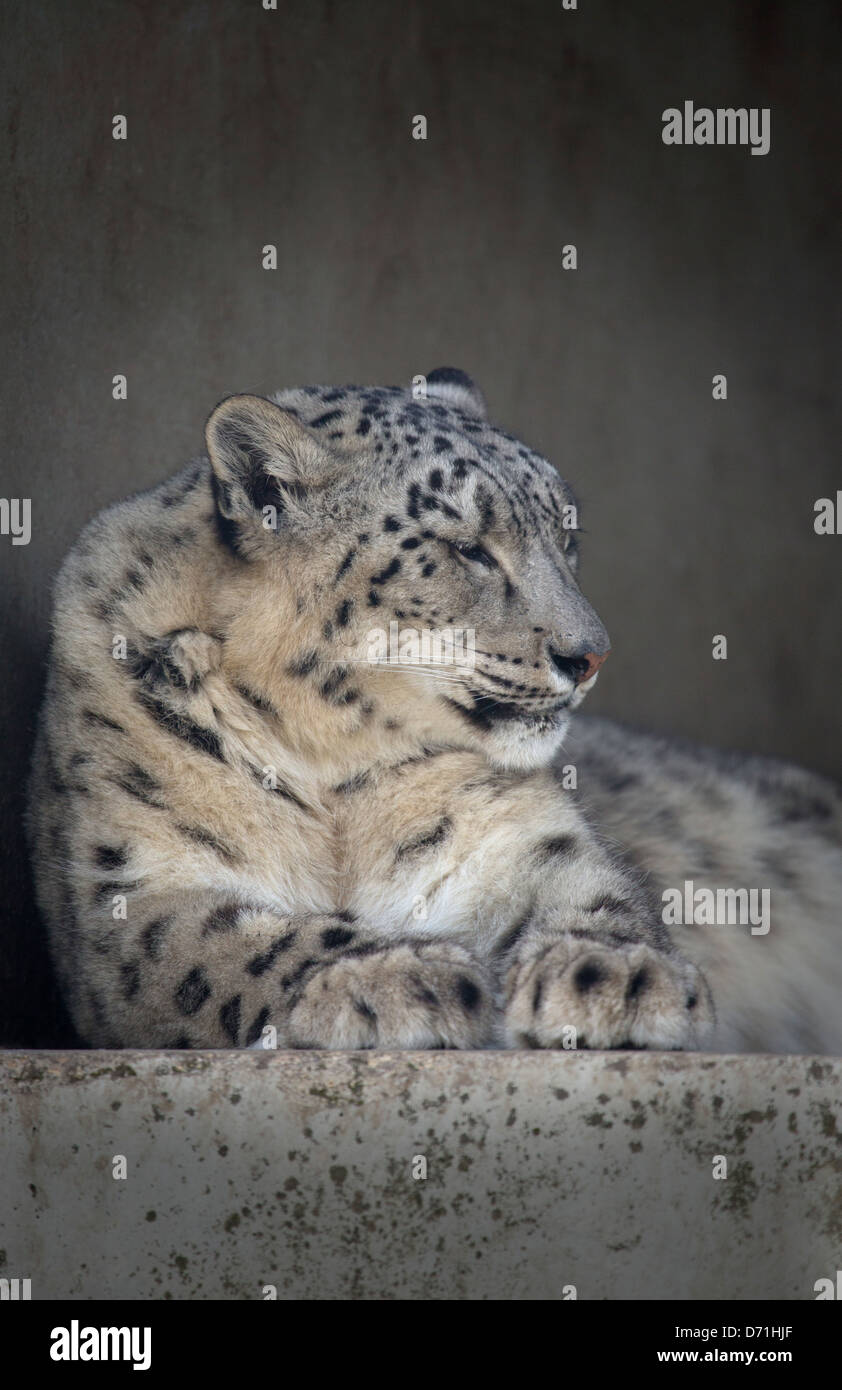 Snow leopard camouflage hi-res stock photography and images - Alamy