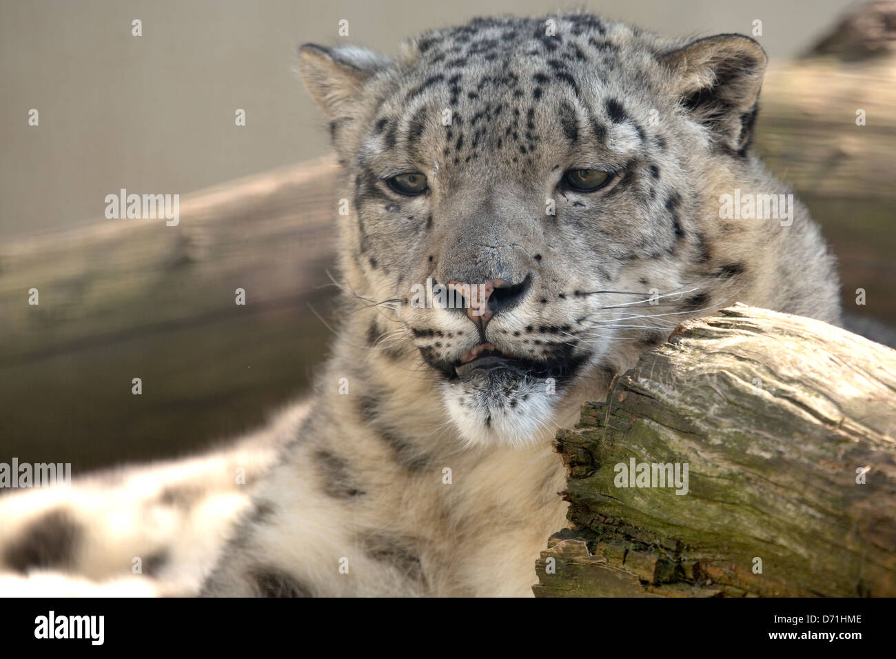 Leopard eye close up hi-res stock photography and images - Alamy