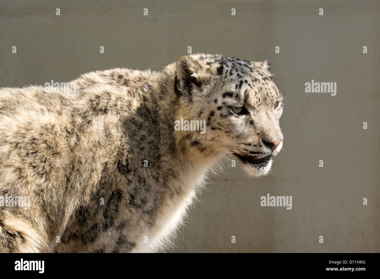 Himalaya snow leopard hi-res stock photography and images - Alamy
