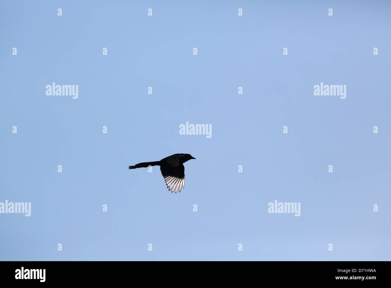 Magpie flying hi-res stock photography and images - Alamy