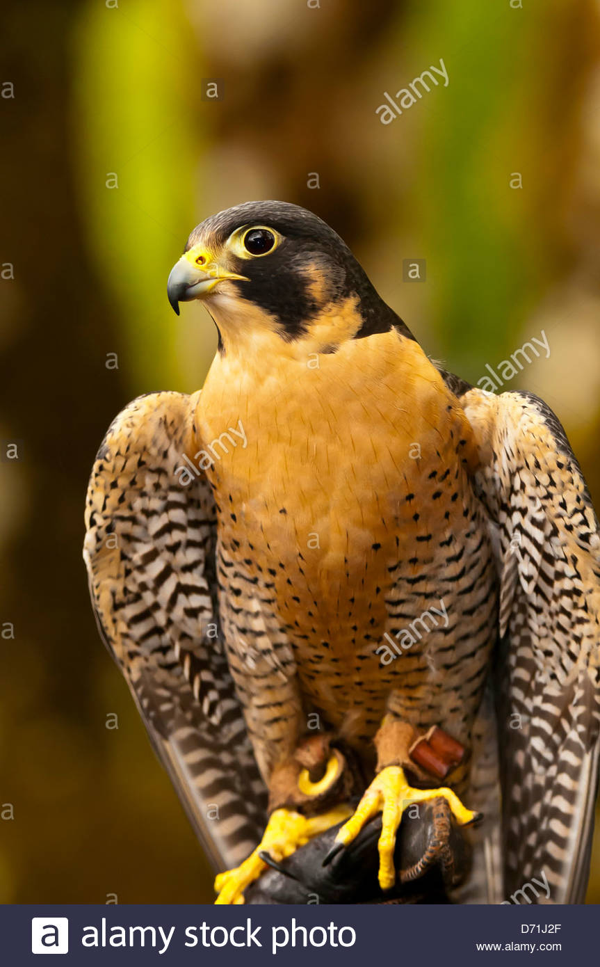 Peregrine Falcon Falco Peregrinus Stock Photos & Peregrine Falcon Falco ...