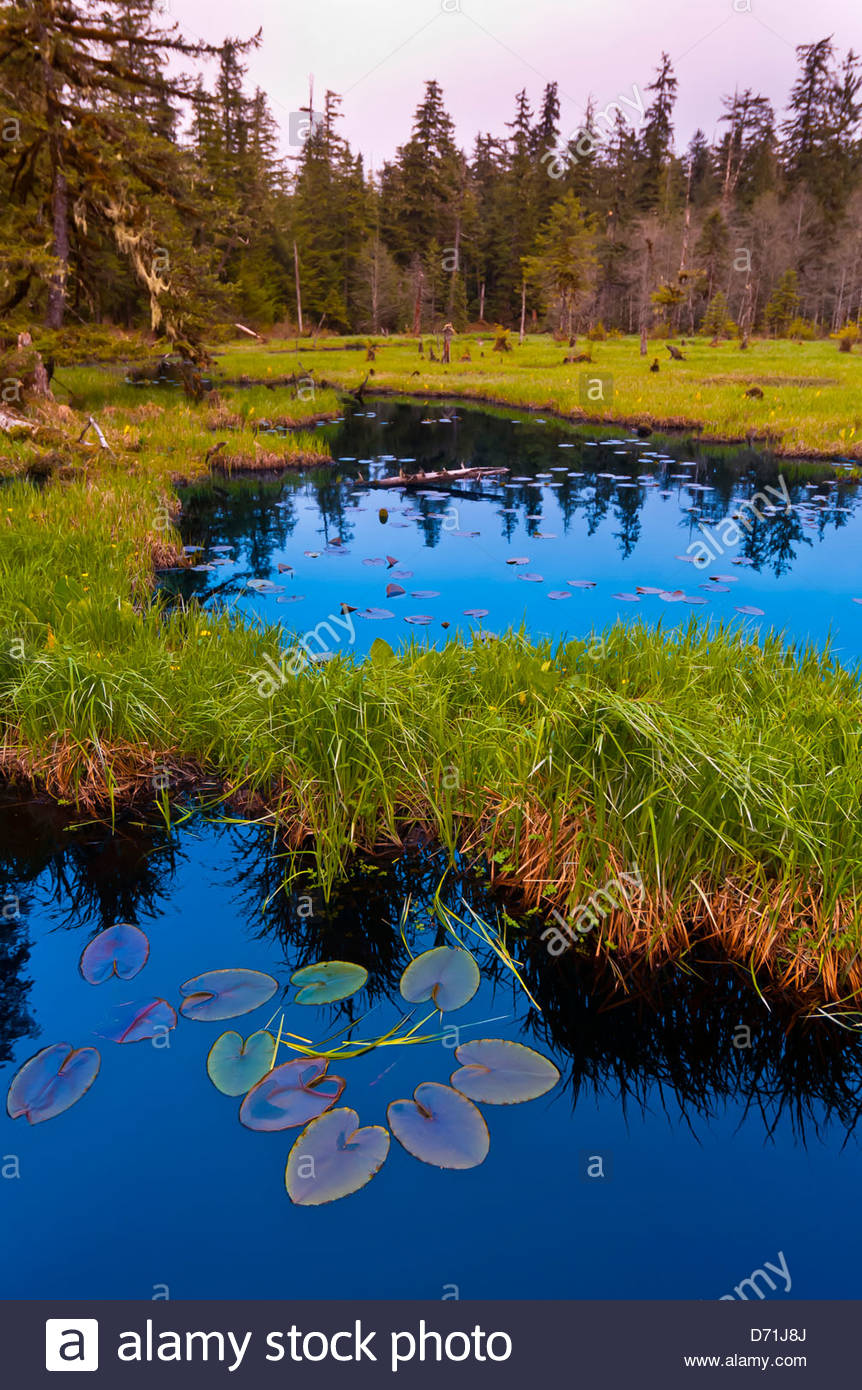 Muskeg Stock Photos & Muskeg Stock Images - Alamy