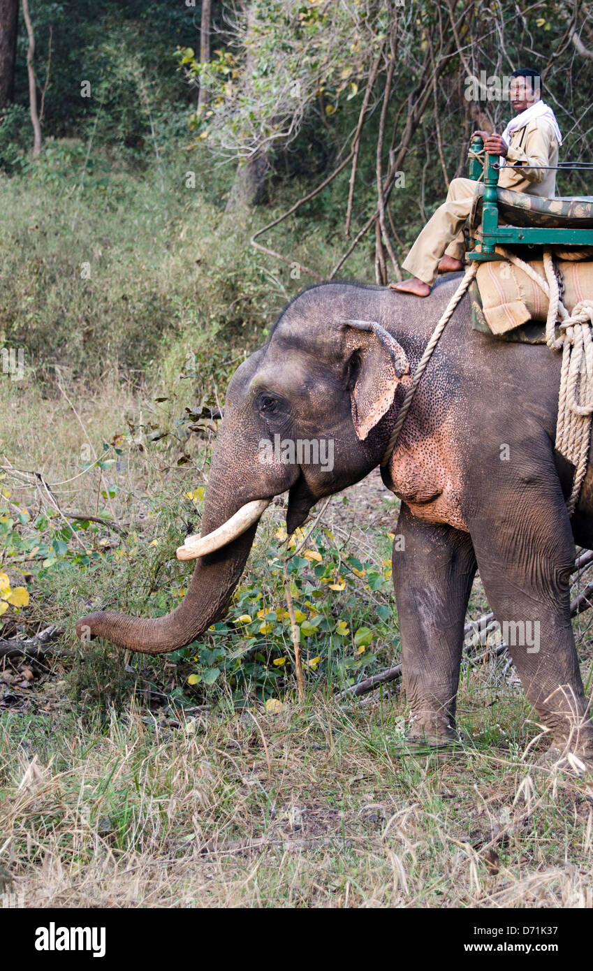Asian elephant with its mahout hi-res stock photography and images - Alamy
