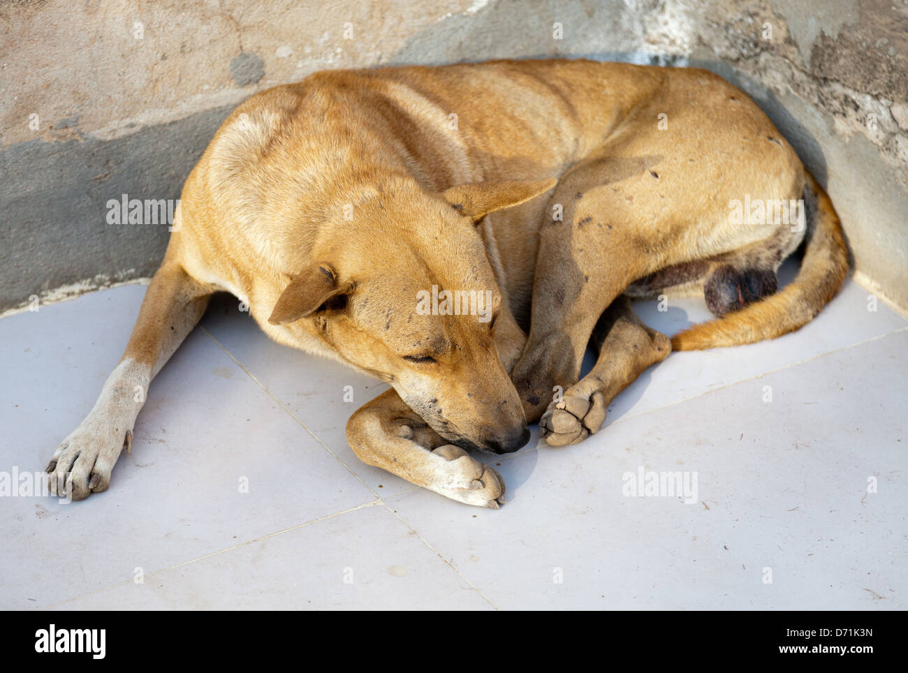 Mangy dog hi-res stock photography and images - Alamy