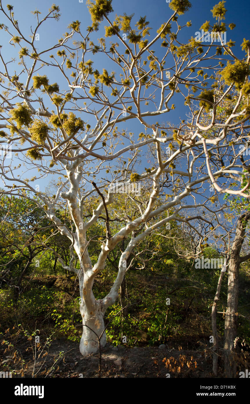 Indian Ghost Tree High Resolution Stock Photography and Images - Alamy