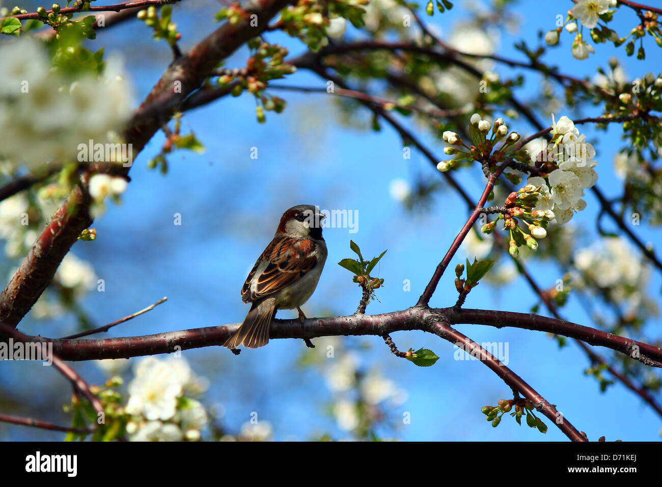 Sparrow sitting on branch spring hi-res stock photography and images ...