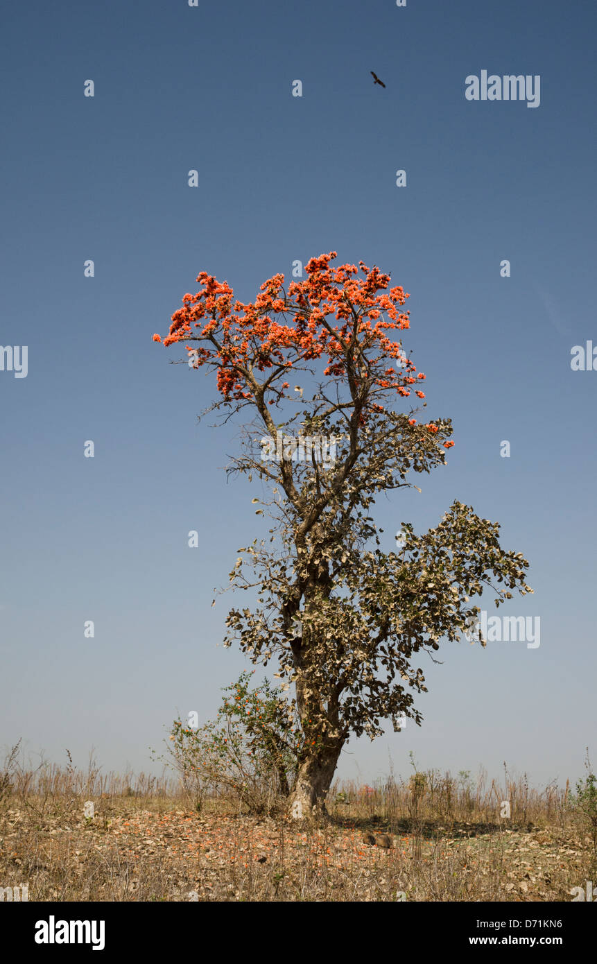 Palas India High Resolution Stock Photography and Images - Alamy