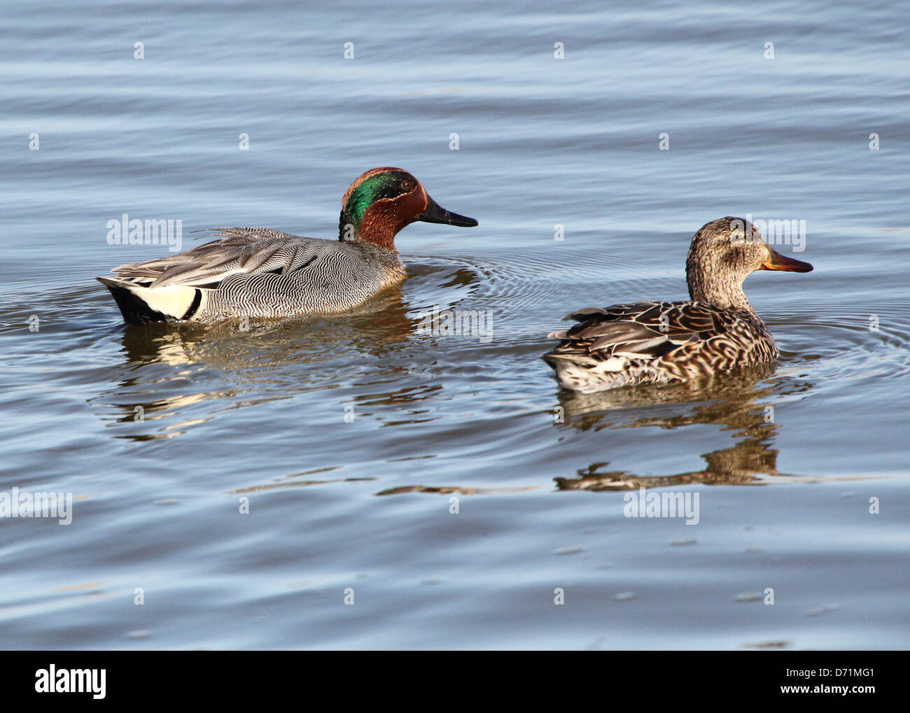 Female teals hi-res stock photography and images - Alamy