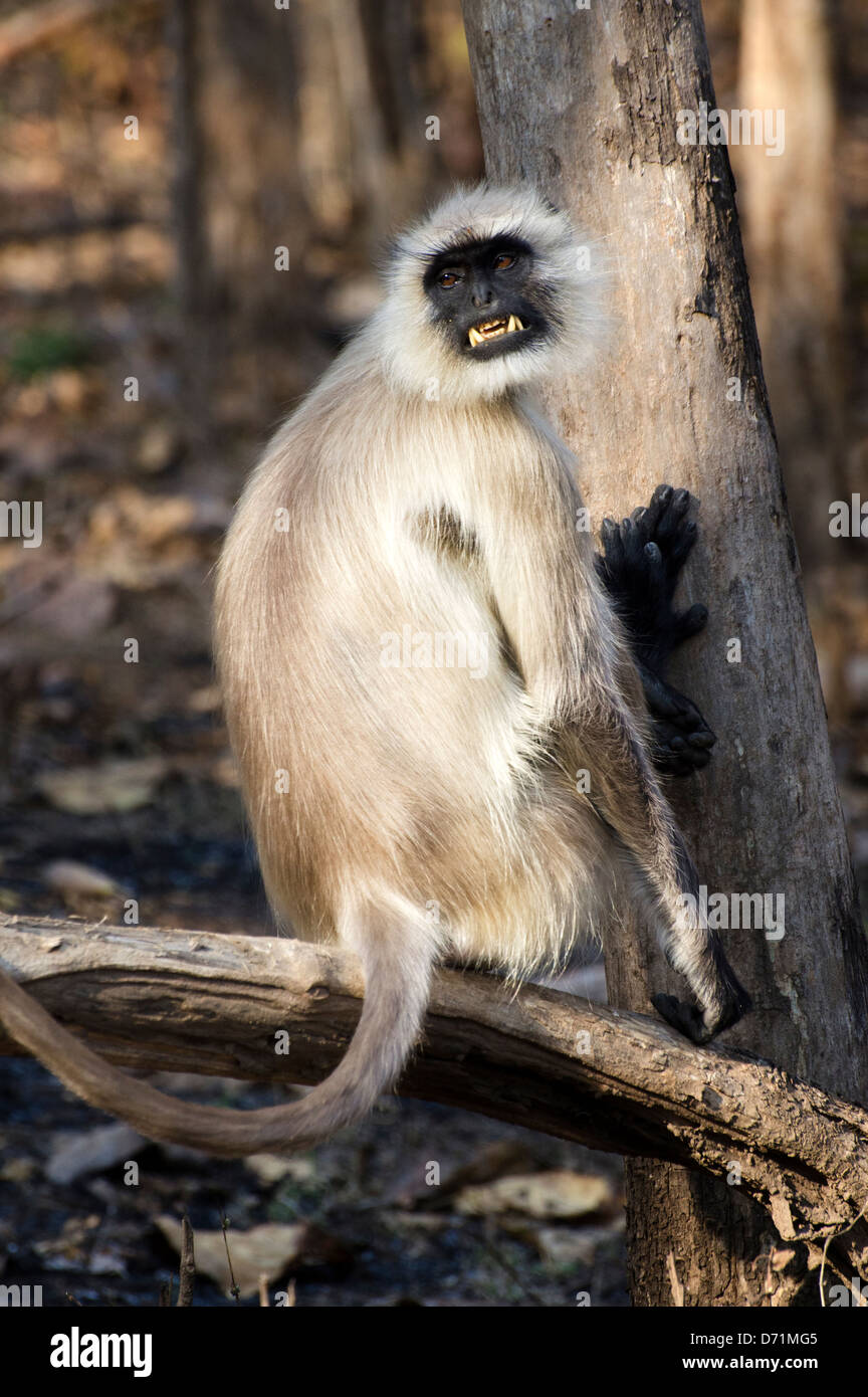 hanuman langur,monkey,semnopithecus entellus,tree,madhya pradesh,india ...