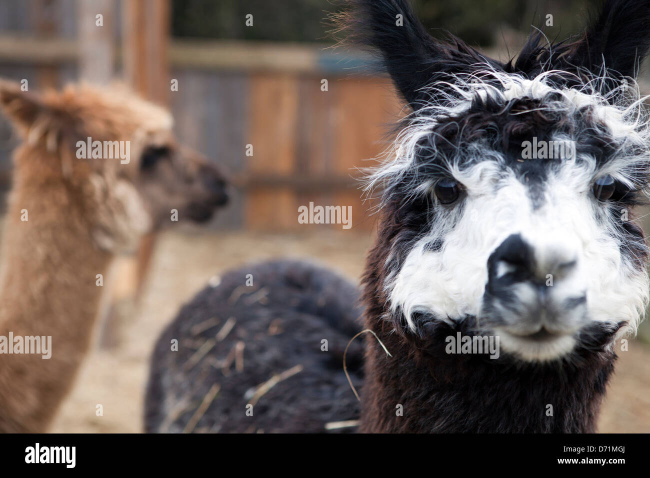 Two alpacas hi-res stock photography and images - Alamy