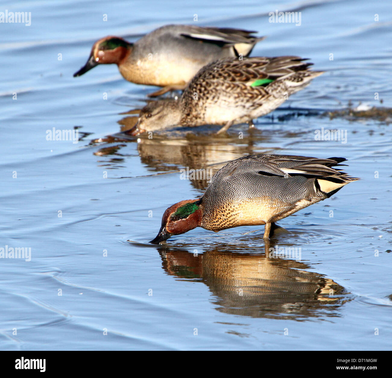 Common teal anas crecca two adult males hi-res stock photography and ...