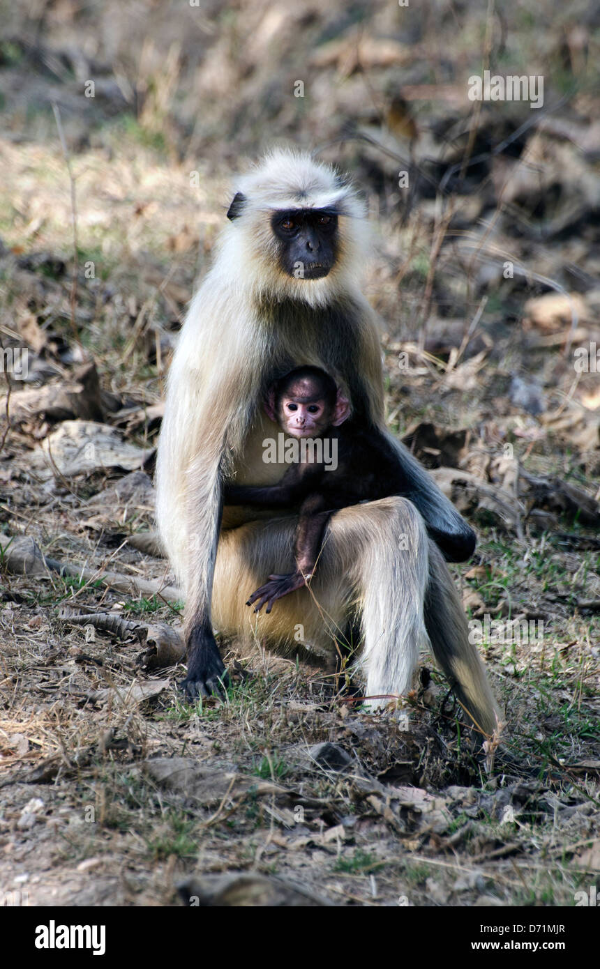 hanuman langur,monkey,semnopithecus entellus,with baby,pench,tiger ...