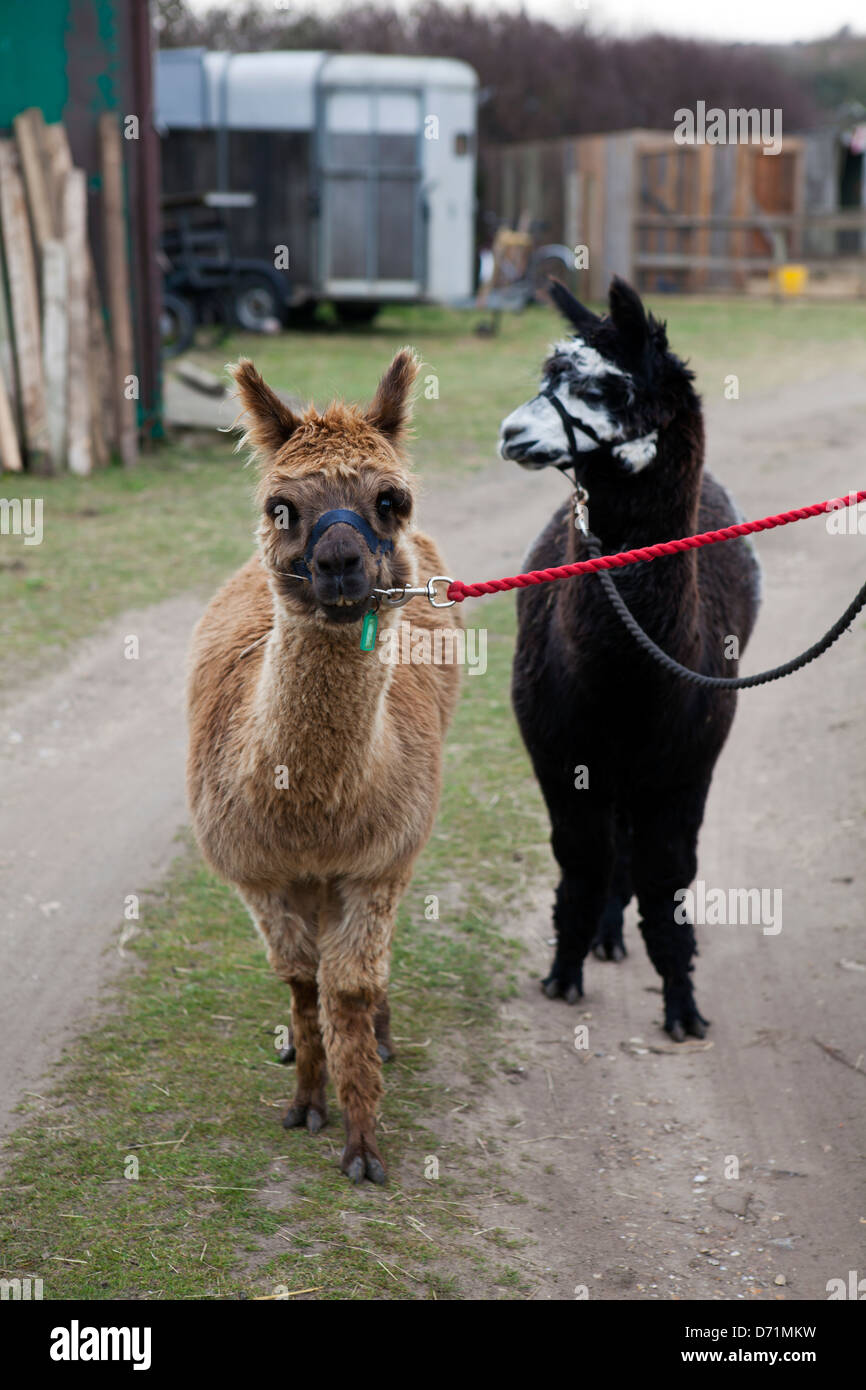 Walking with alpacas hi-res stock photography and images - Alamy
