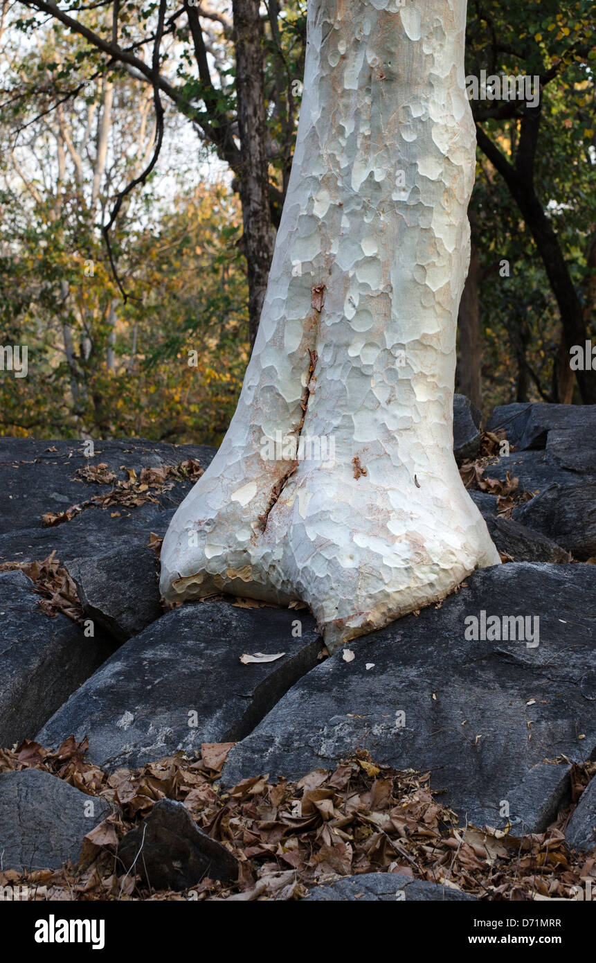 indian ghost tree,kullu,trunk,bark,pench tiger reserve,madhya pradesh ...