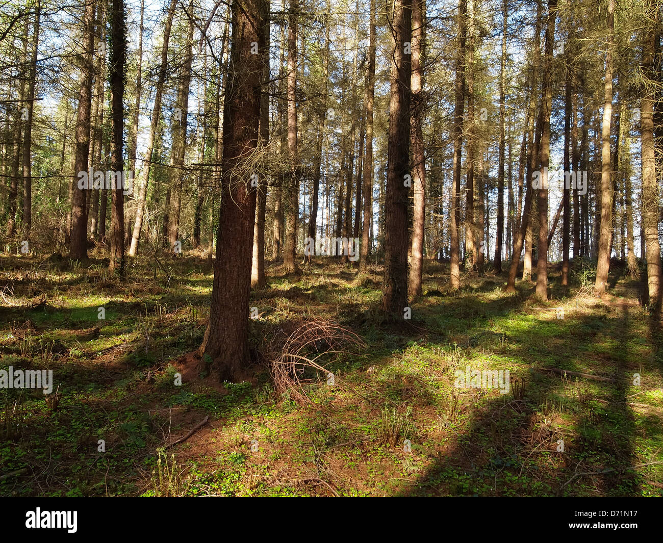 forest in Ireland Stock Photo - Alamy