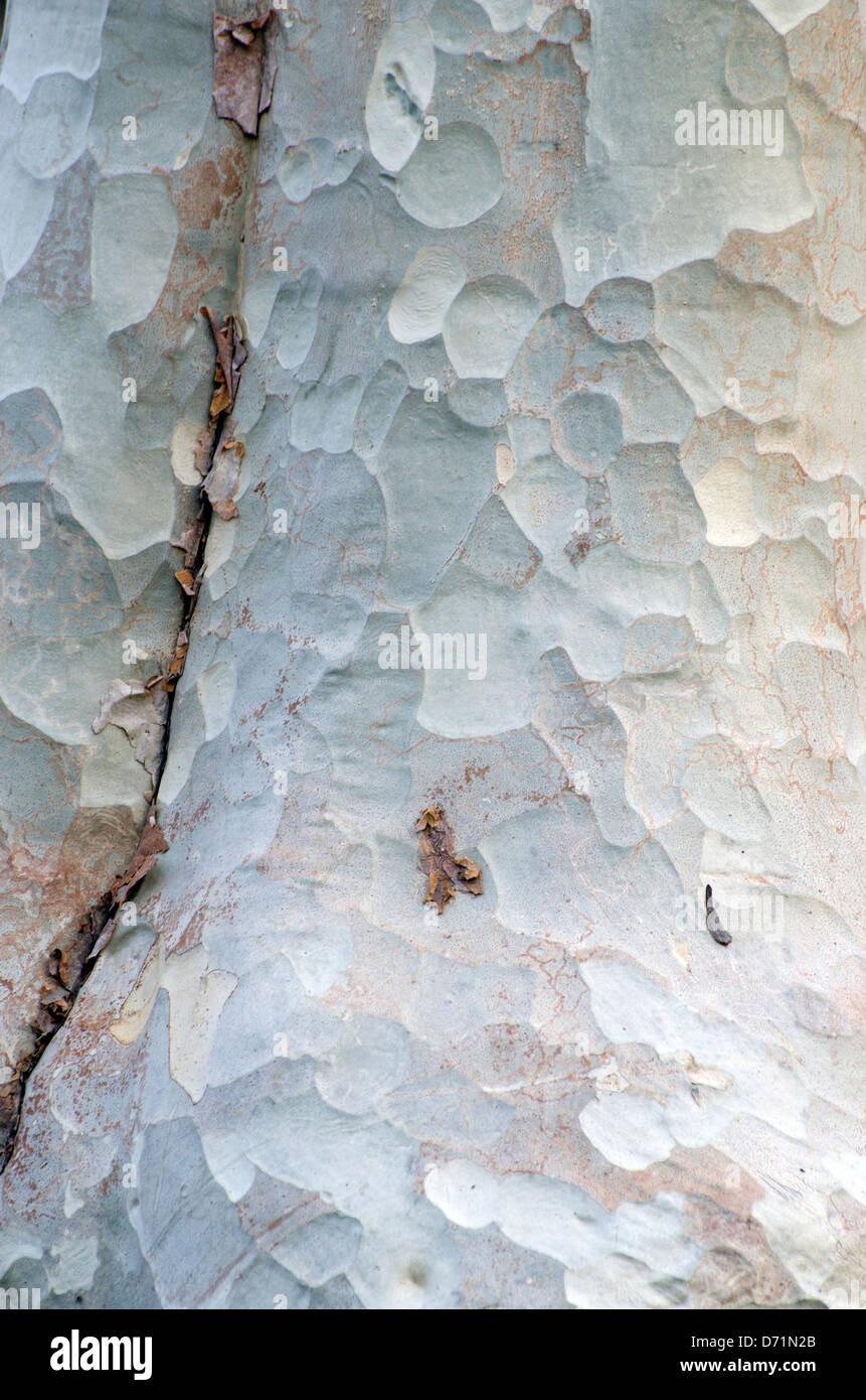 Indian ghost tree hi-res stock photography and images - Alamy