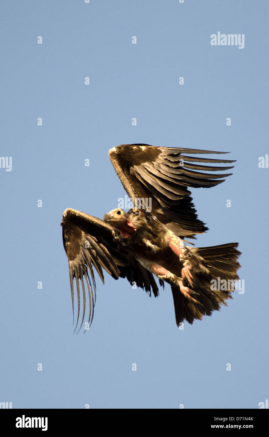 Sarcogyps calvus hi-res stock photography and images - Alamy