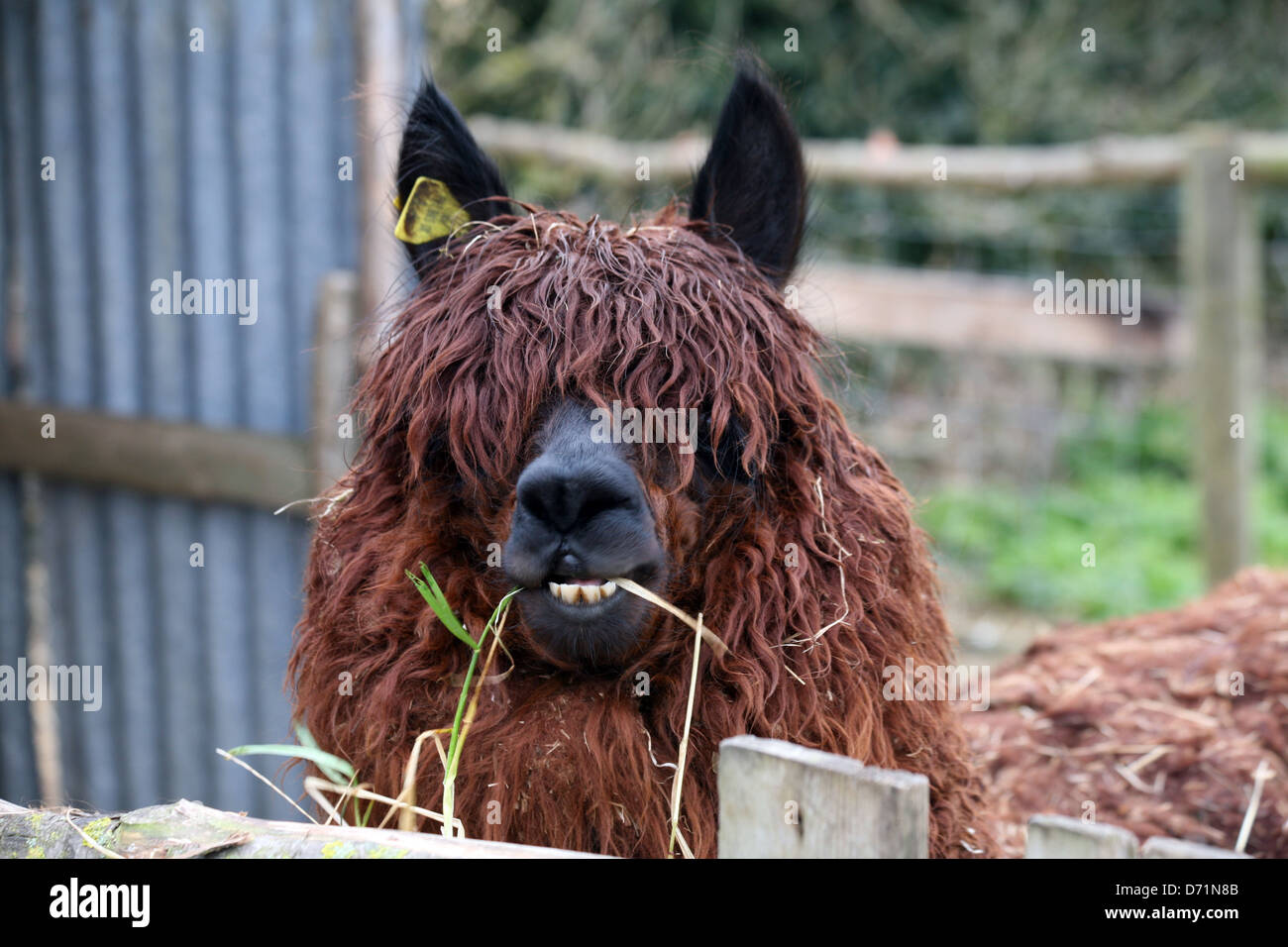 Brown alpaca chewing Stock Photo - Alamy