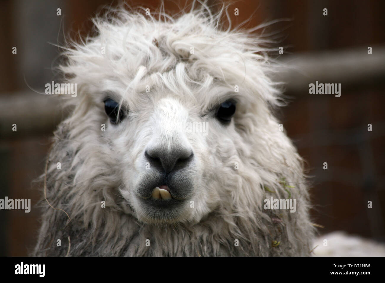 White alpaca chewing Stock Photo - Alamy