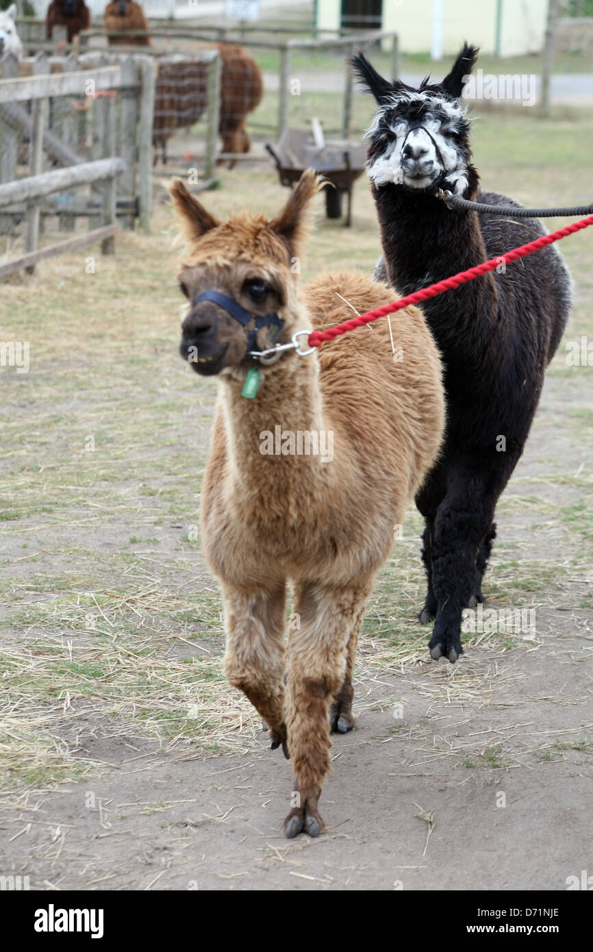 Alpaca trekking with harness and leads Stock Photo - Alamy