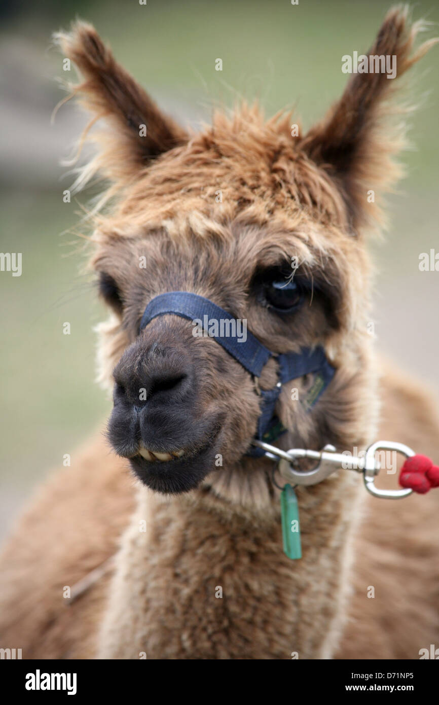 Llama alpaca walking hi-res stock photography and images - Alamy