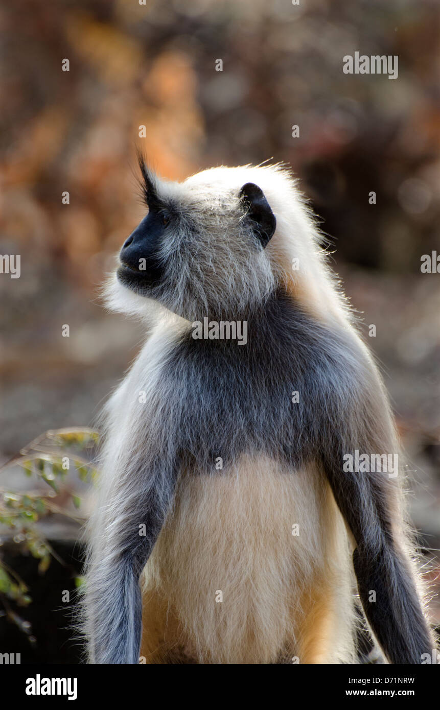 hanuman langur,monkey,semnopithecus entellus,madhya pradesh,india Stock ...