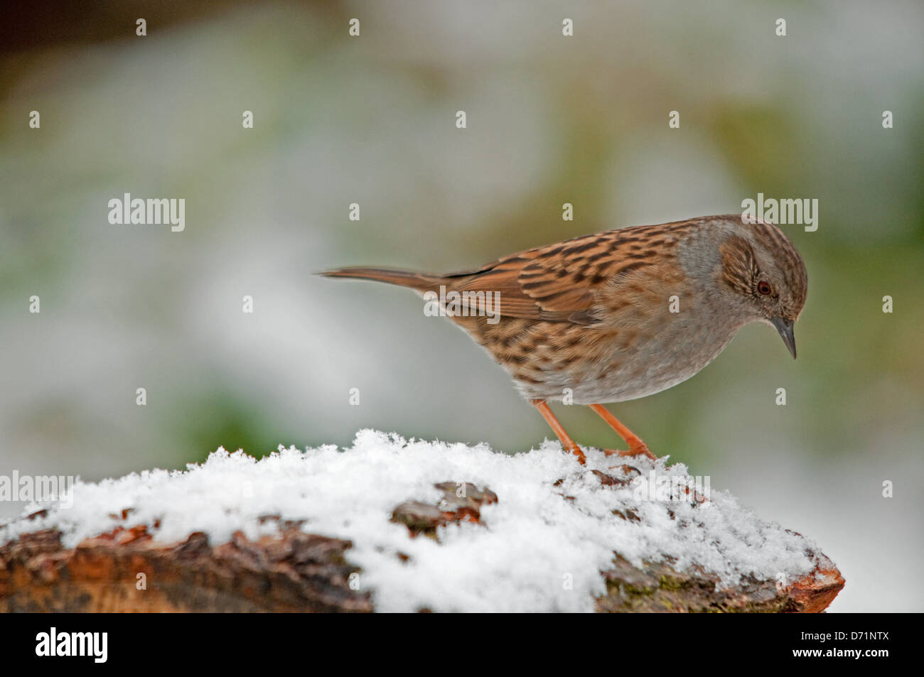 Dunnock on snowy log pile Stock Photo - Alamy