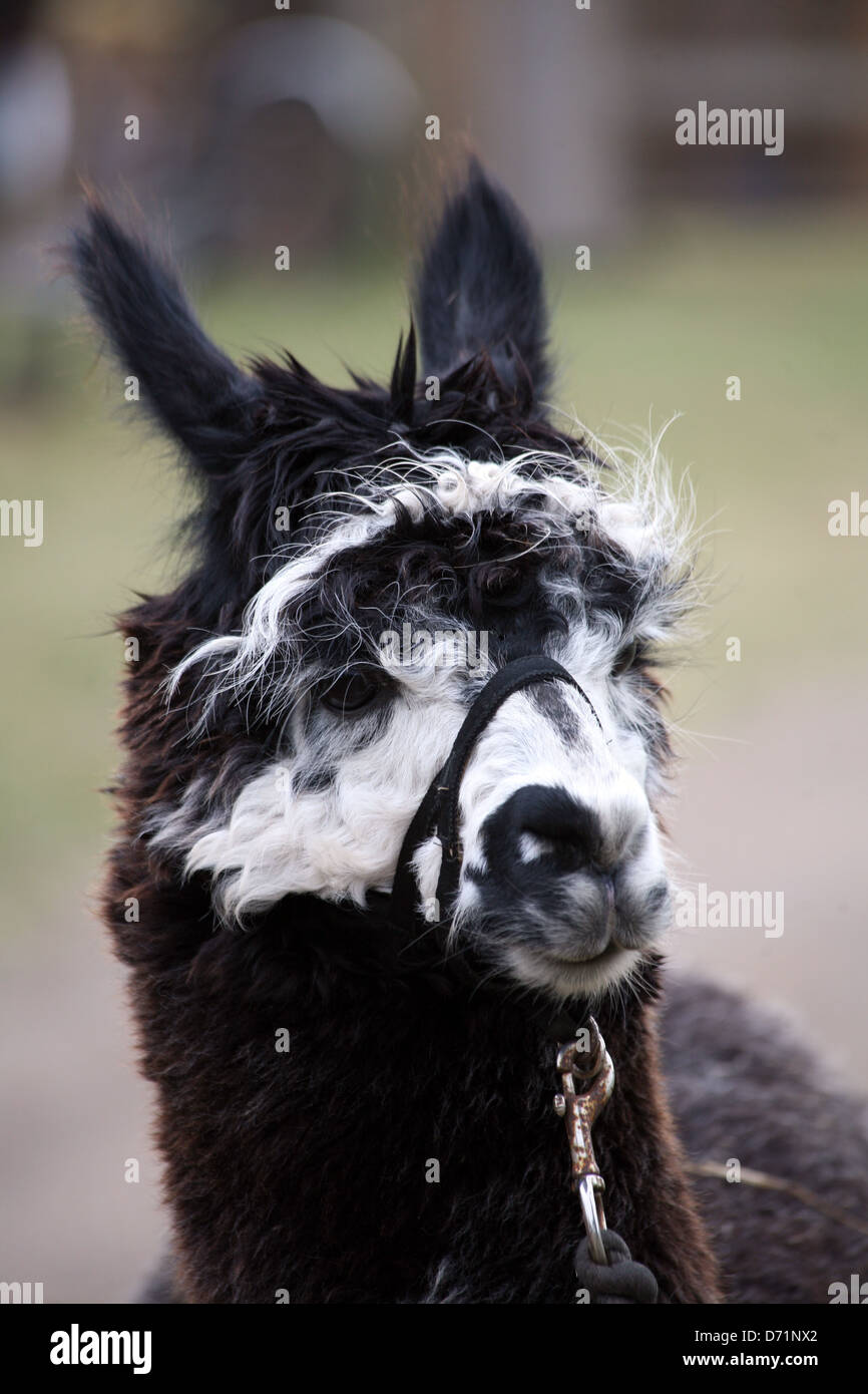 Alpaca harness hi-res stock photography and images - Alamy