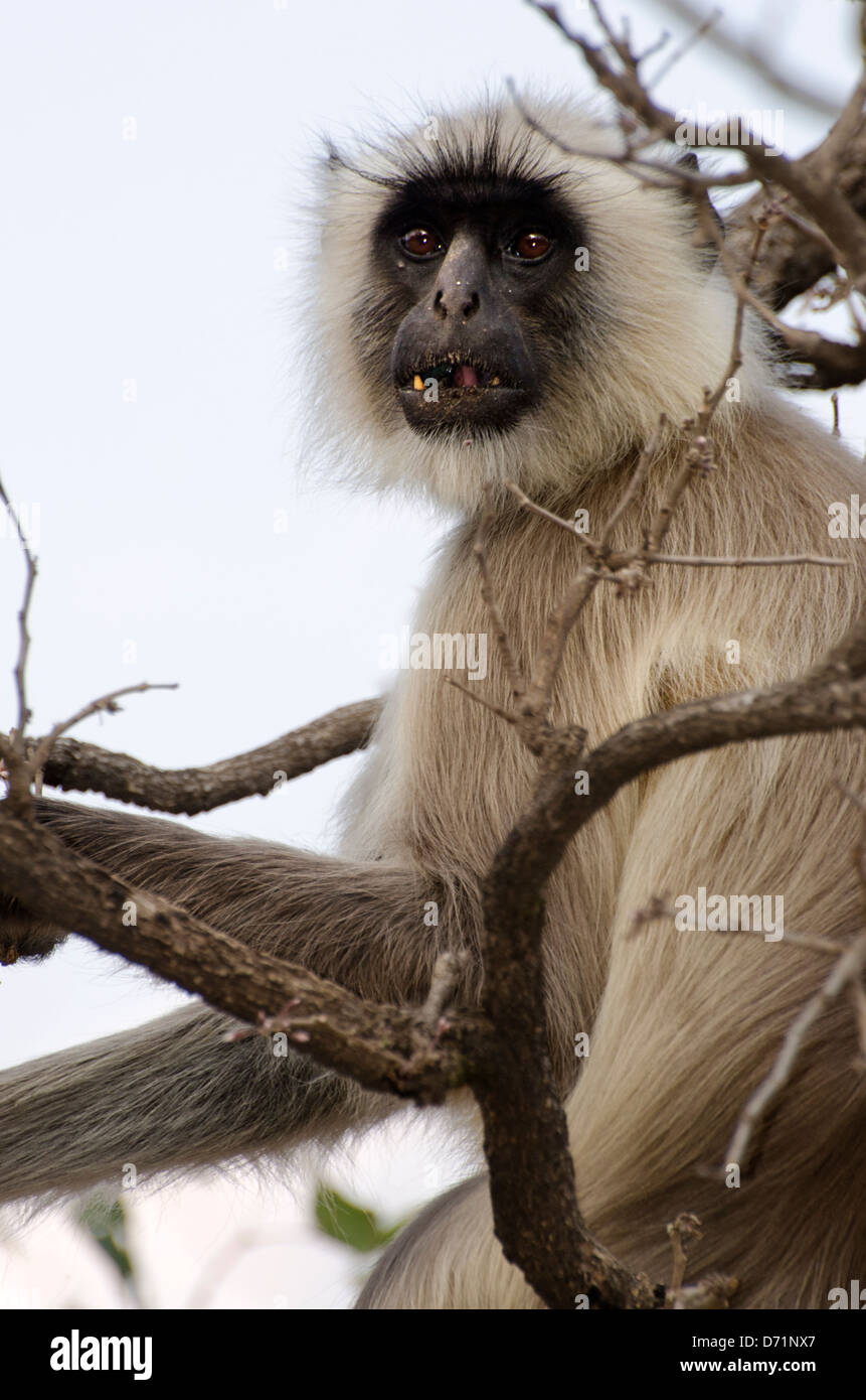 hanuman langur,monkey,semnopithecus entellus,in tree,madhya pradesh ...