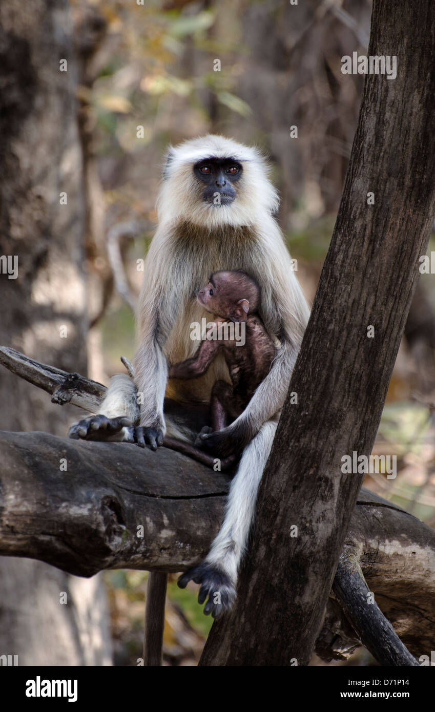 hanuman langur,monkey,semnopithecus entellus,with small baby,madhya ...