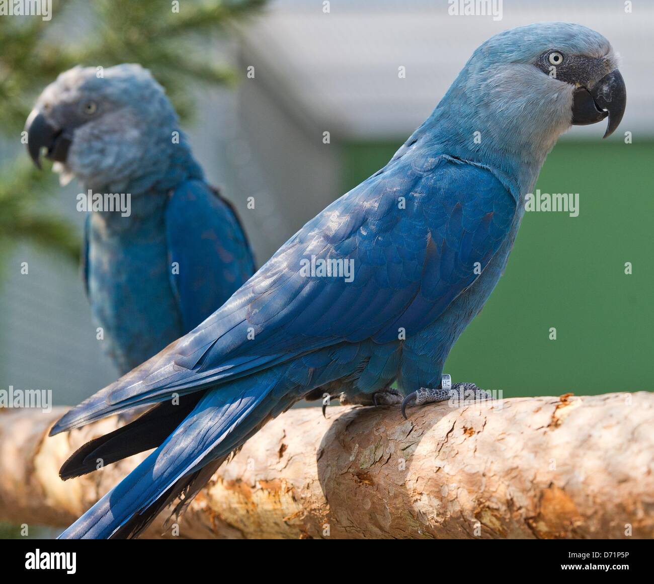 The Spix's Macaw couple Bonita and Ferdinand are pictured in an aviary ...