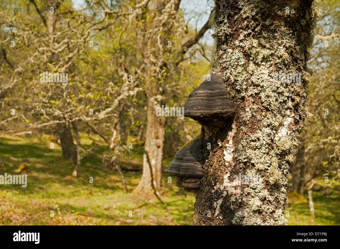 Hoof Fungus on birch tree Stock Photo - Alamy