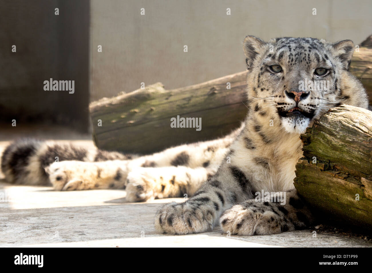 Snow leopard camouflage hi-res stock photography and images - Alamy