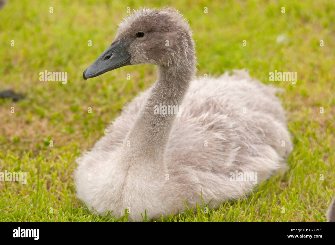 Mute Swan Cygnet Stock Photo - Alamy