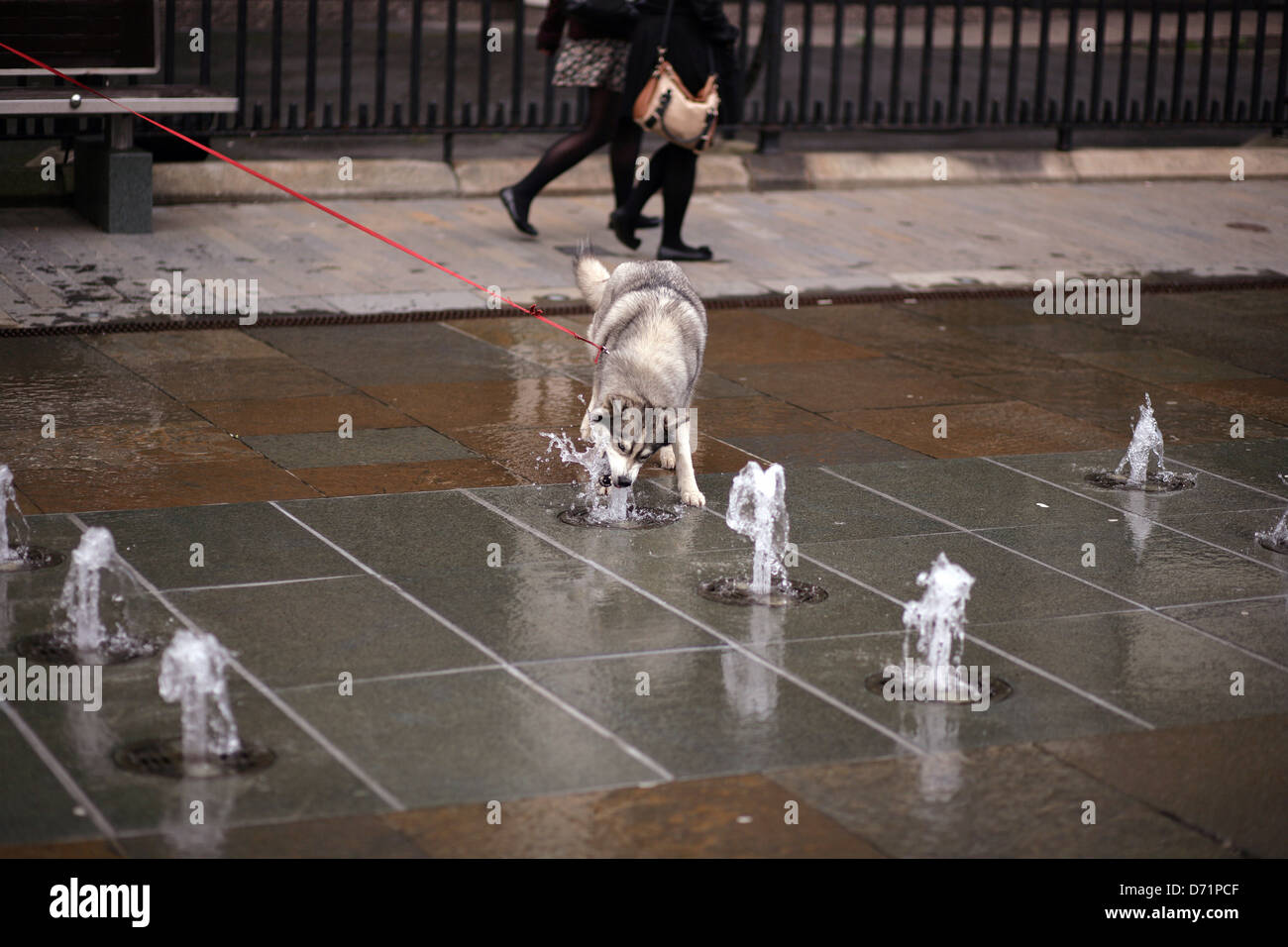 Dog snaps at the water from a fountain at the Albert clock Memorial ...