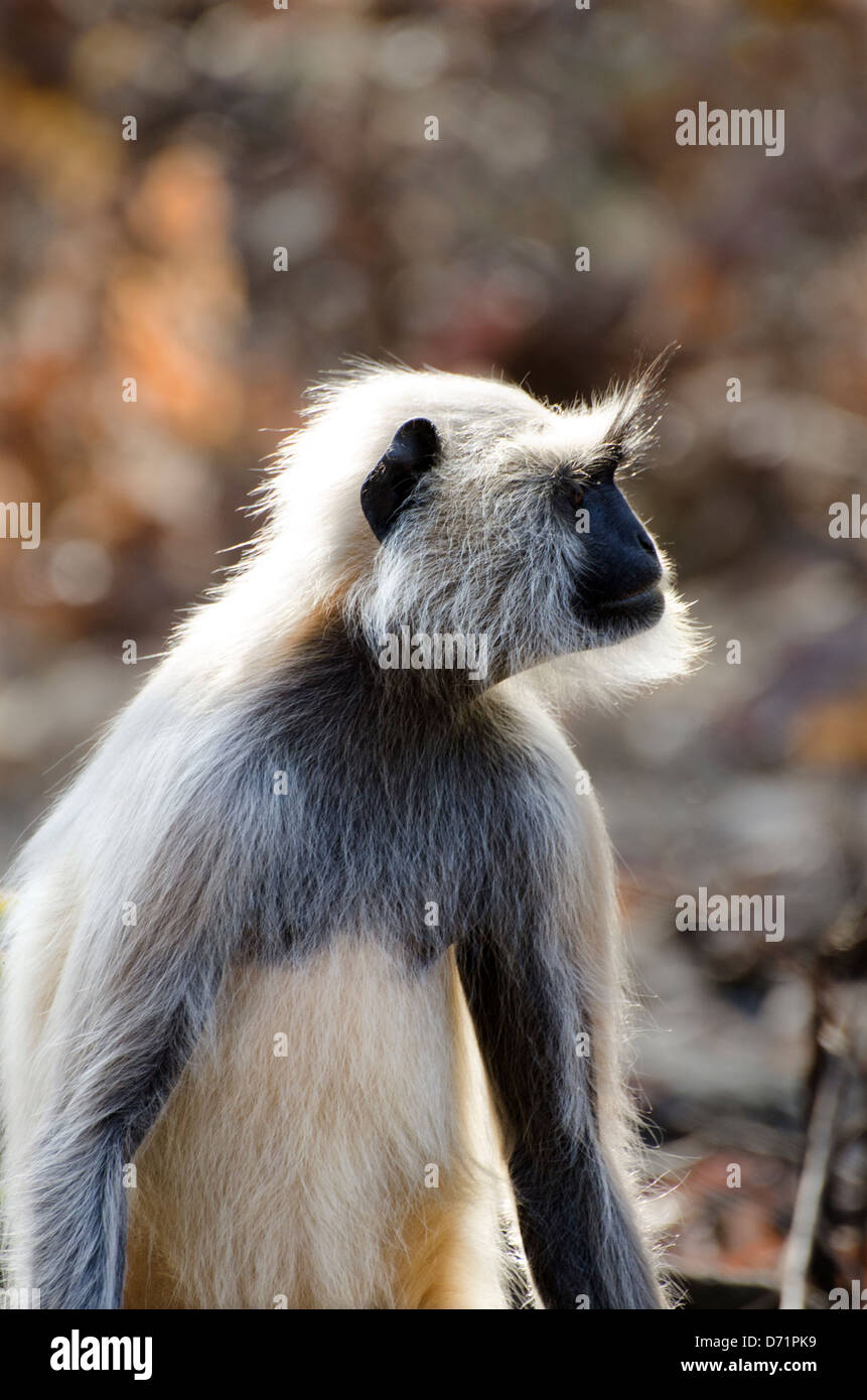 hanuman langur,monkey,semnopithecus entellus,madhya pradesh,india Stock ...