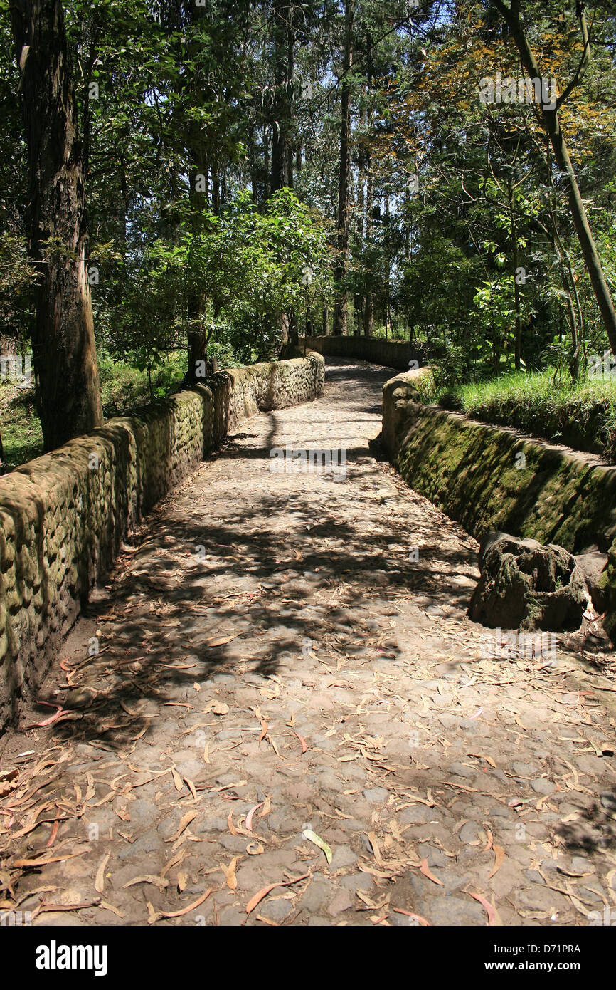 A cobblestone path leading through a forest of Eucalyptus trees at the ...