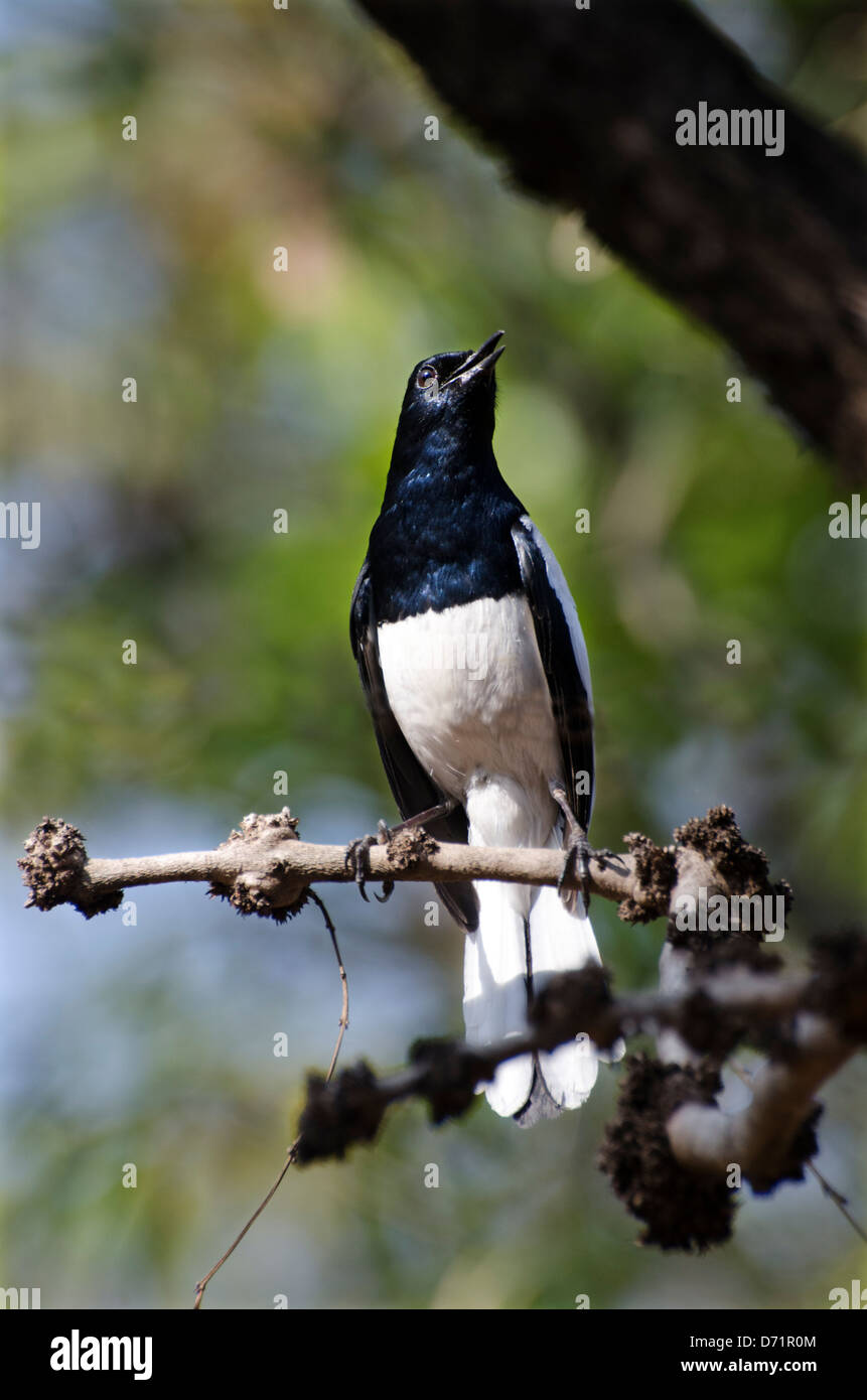 Singing indian robin hi-res stock photography and images - Alamy