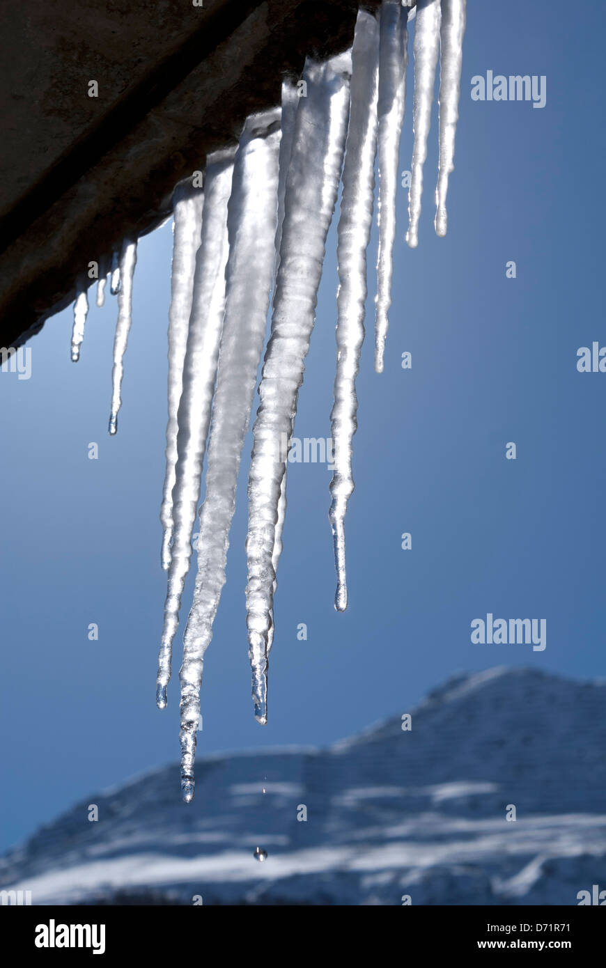 Icicles dripping as they melt in the sunshine Stock Photo - Alamy