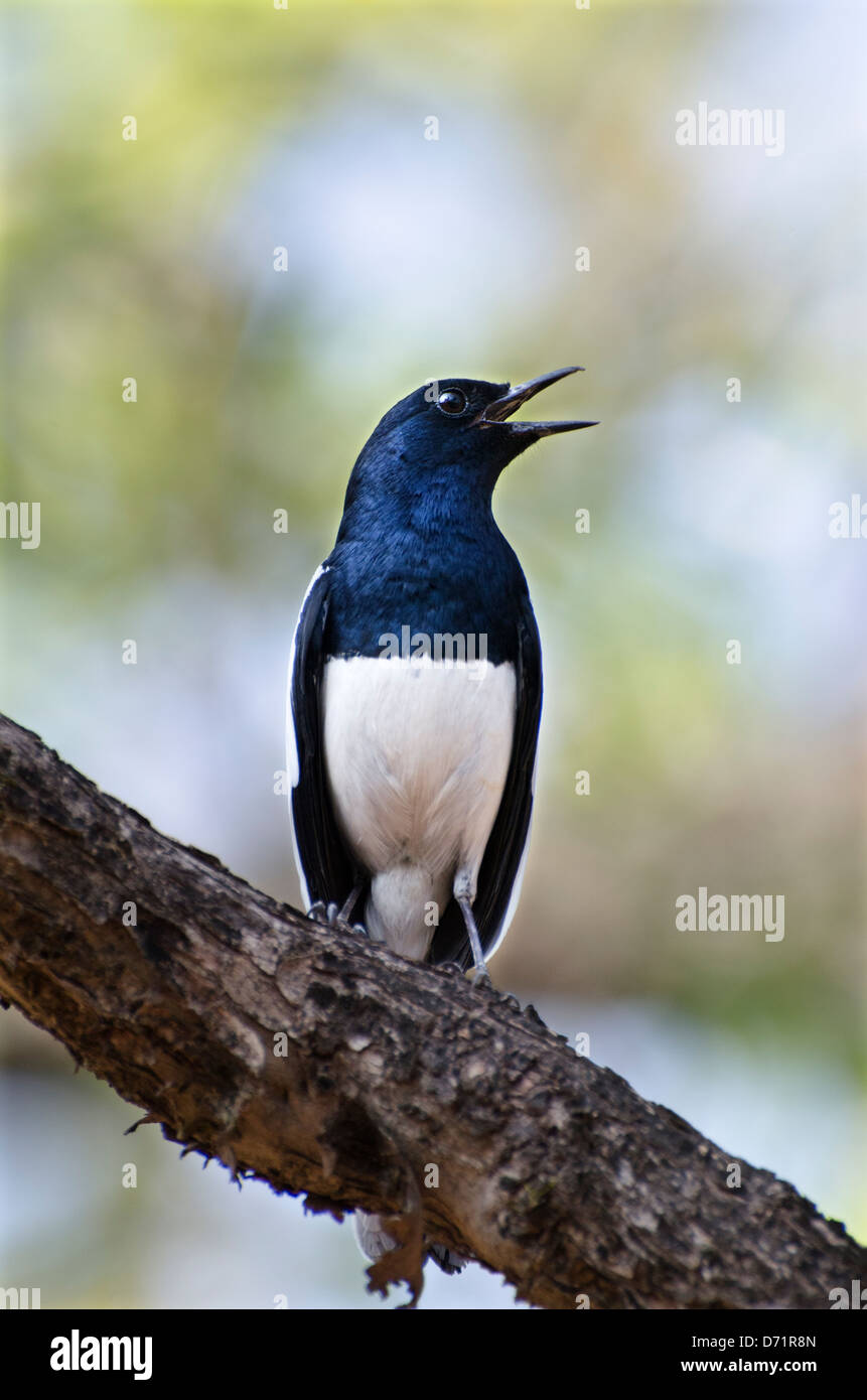 Singing indian robin hi-res stock photography and images - Alamy