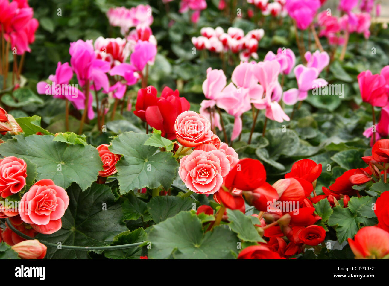 Plantation house with colorful flowers in Cyprus Stock Photo - Alamy