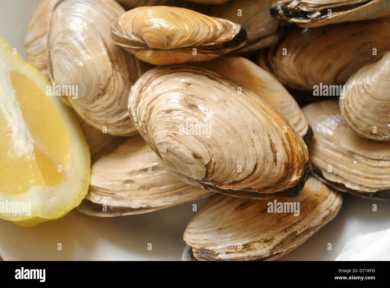 Neck clams hi-res stock photography and images - Alamy