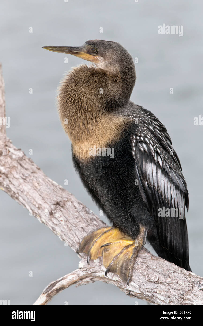 American female anhinga hi-res stock photography and images - Alamy