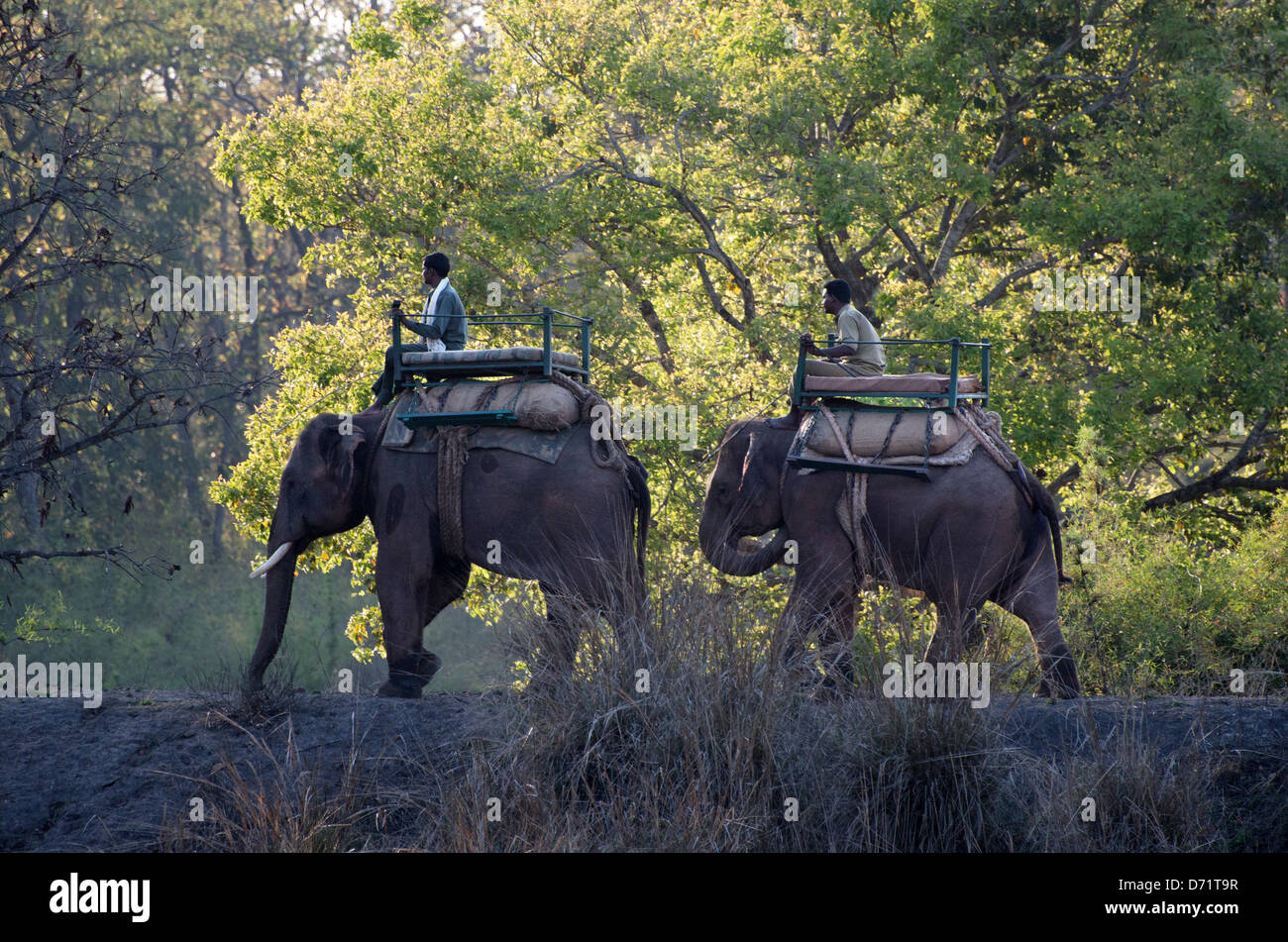 asian elephants,elephas maximus,working,mahout,bandhavgarh,national ...