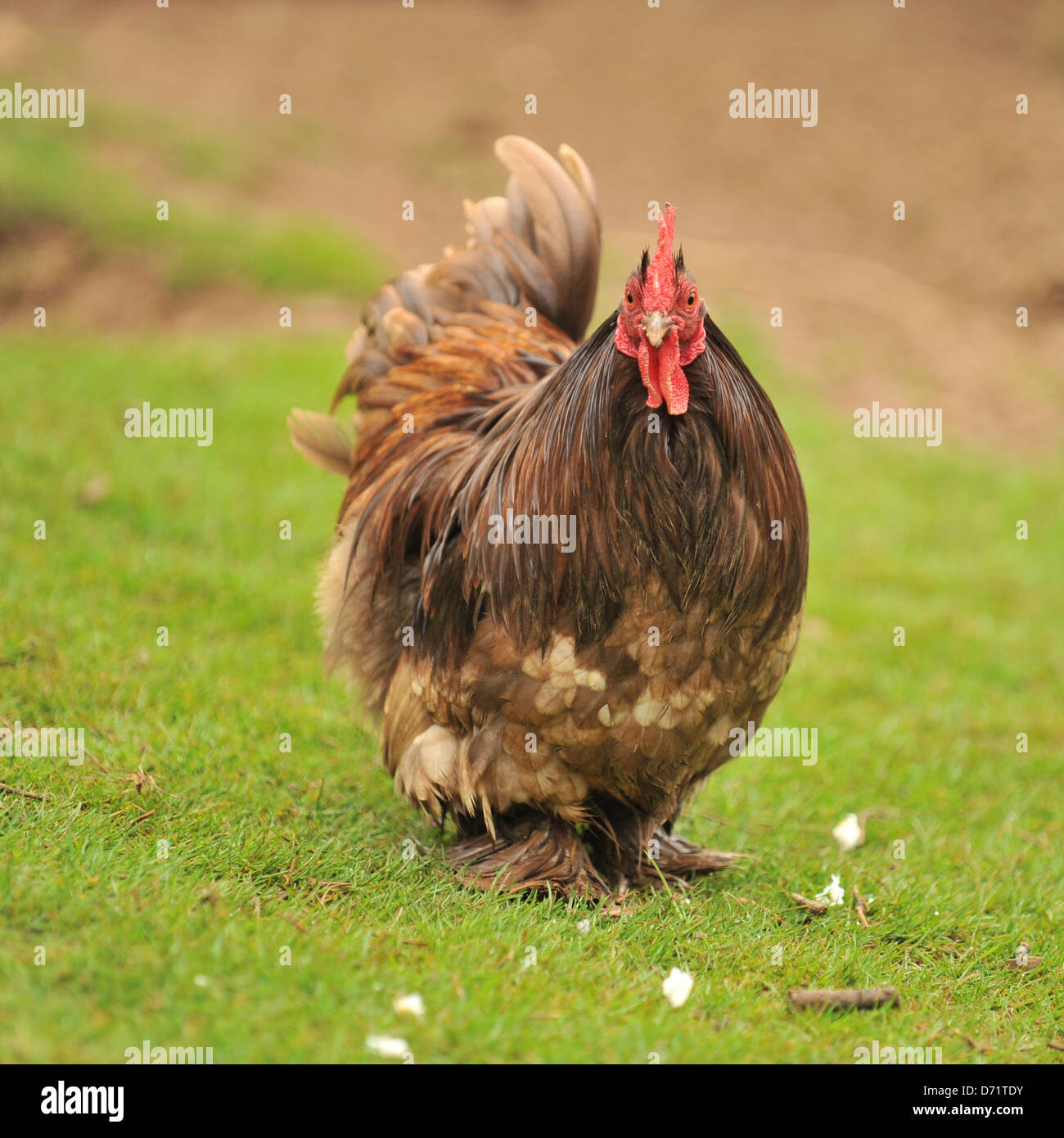 pekin cockerel bantam Stock Photo - Alamy